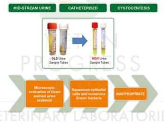 Positive Urine Cultures - Vet In Progress plus